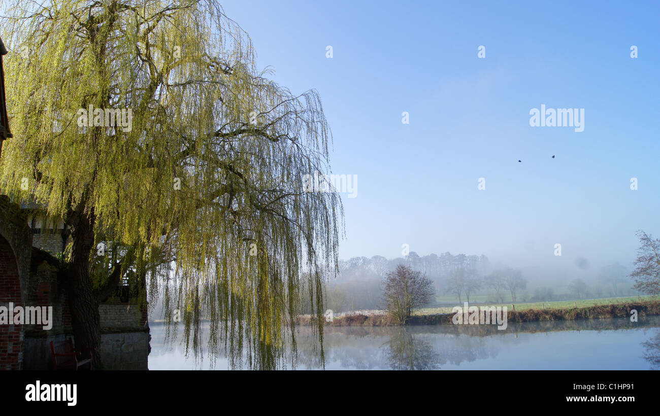 lovely willow tree over hanging the river Stock Photo - Alamy