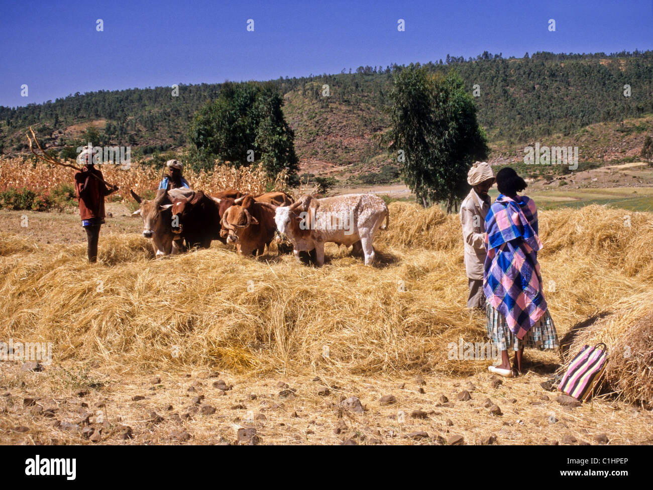 Ethiopia Tigray Agriculture Stock Photos & Ethiopia Tigray Agriculture ...