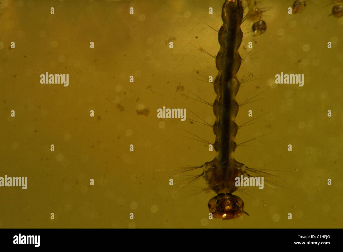 Mosquito larvae and pupae hi-res stock photography and images - Alamy