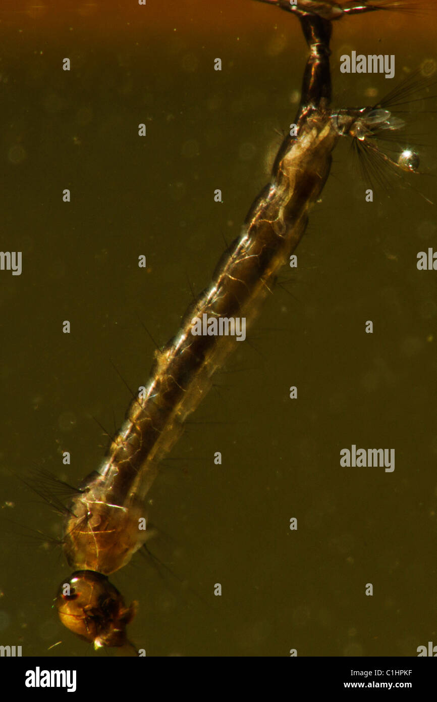 Mosquito larvae and pupae hi-res stock photography and images - Alamy