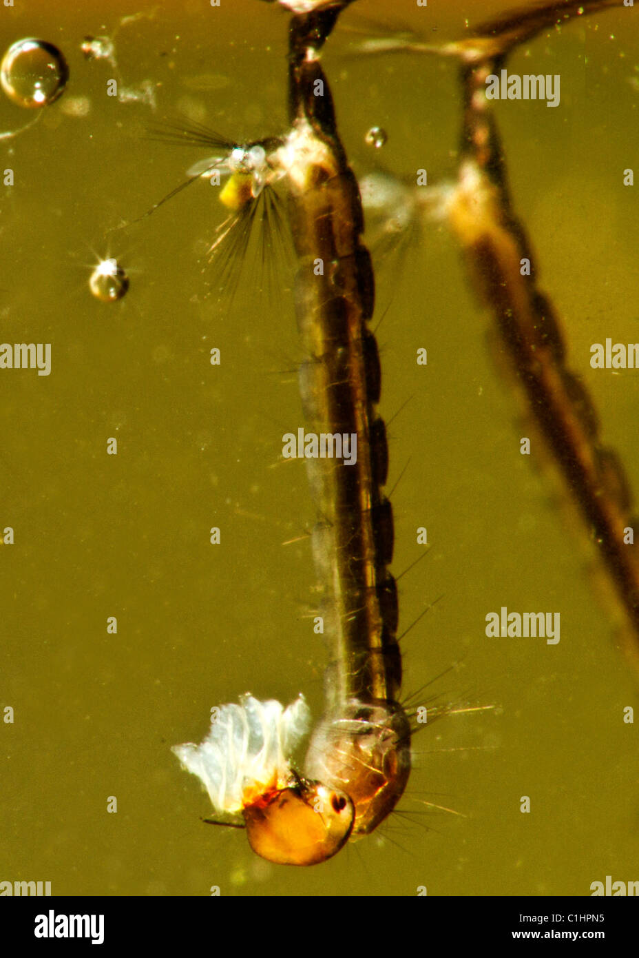 Mosquito larvae and pupae hi-res stock photography and images - Alamy