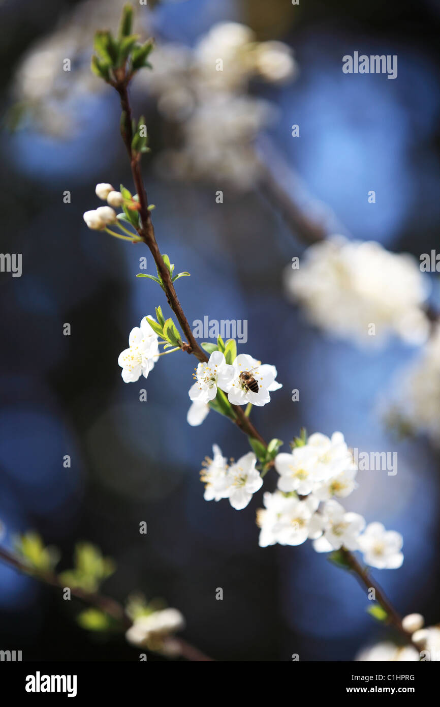 Himalaya trees hi-res stock photography and images - Alamy