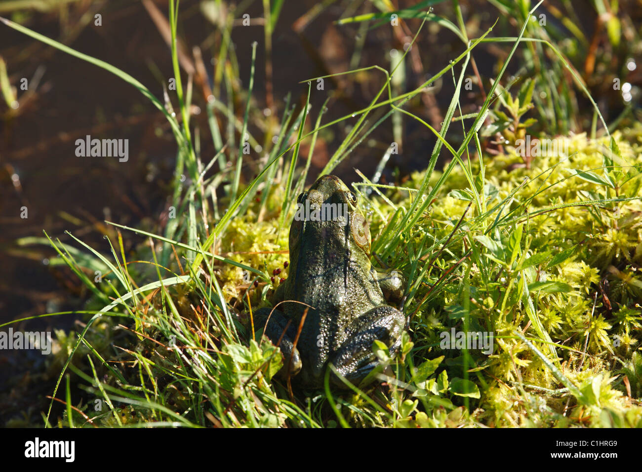 American Bullfrog (Rana catesbeiana) in New England pond Stock Photo ...