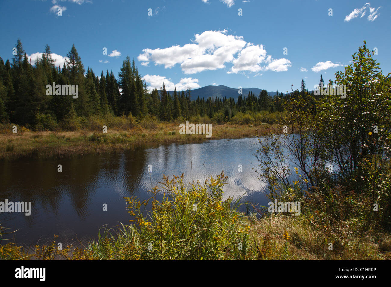 Wetlands area along Beaver Brook from the old Gale River Railroad in ...