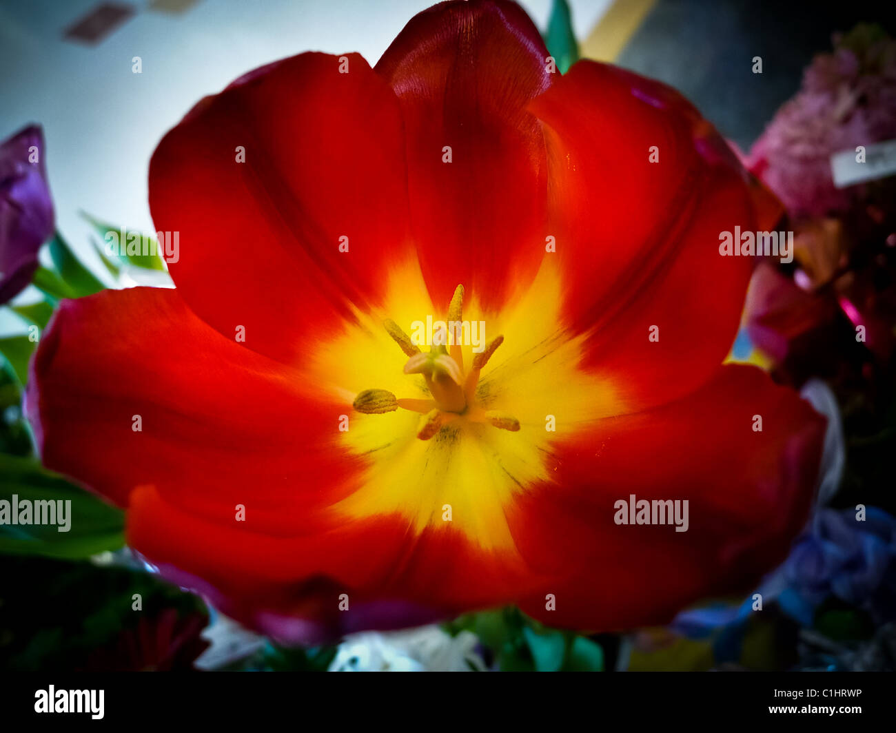 The Yellow in Red Stock Photo - Alamy