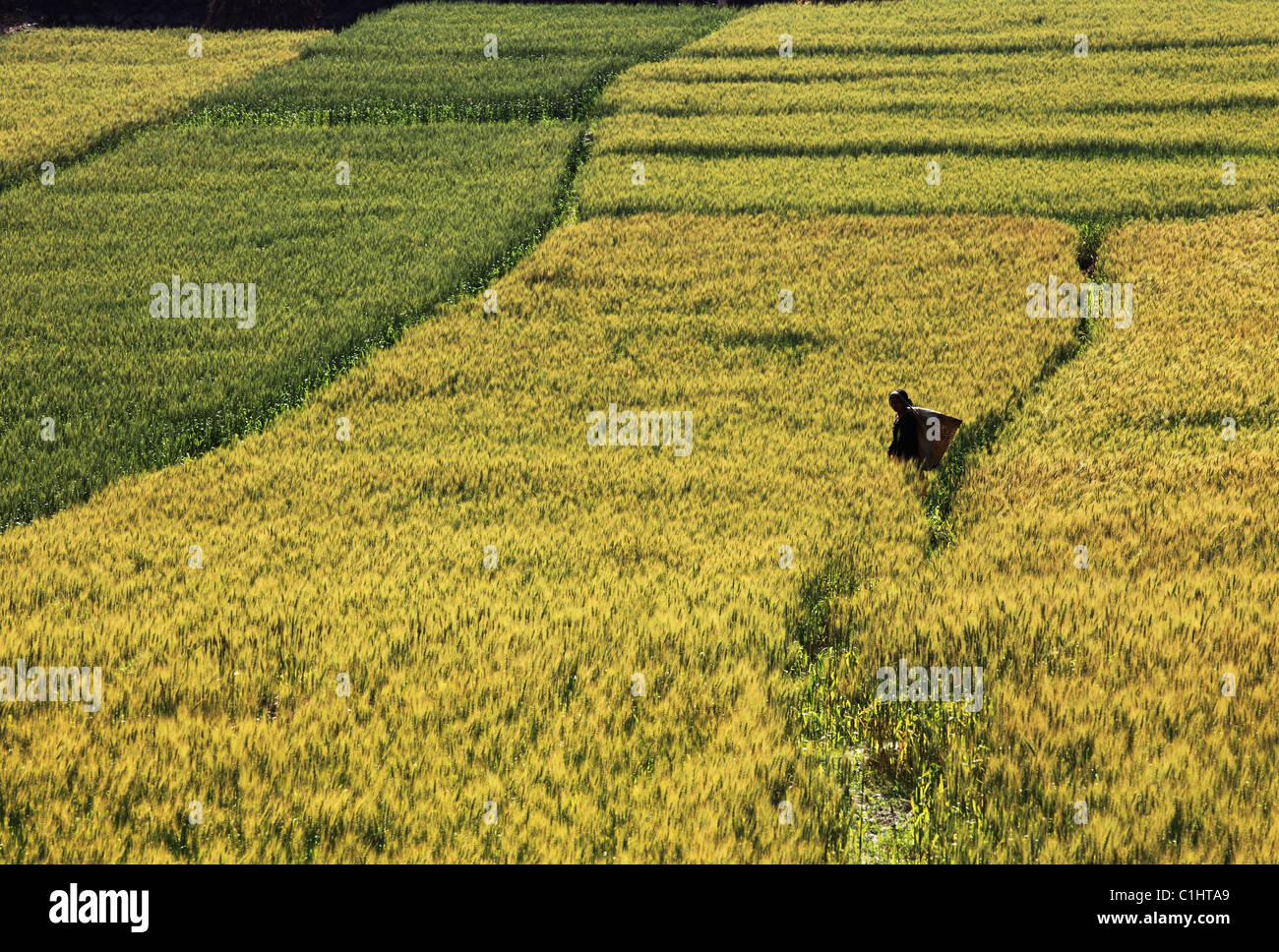 Nepal agriculture hi-res stock photography and images - Alamy