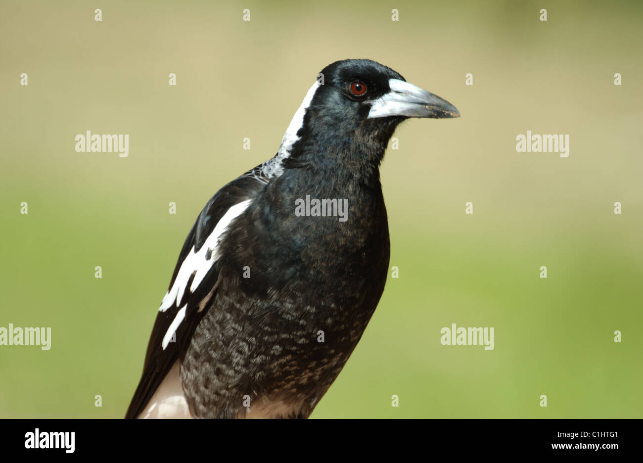 Australian Magpie (Gymnorhina tibicen Stock Photo - Alamy