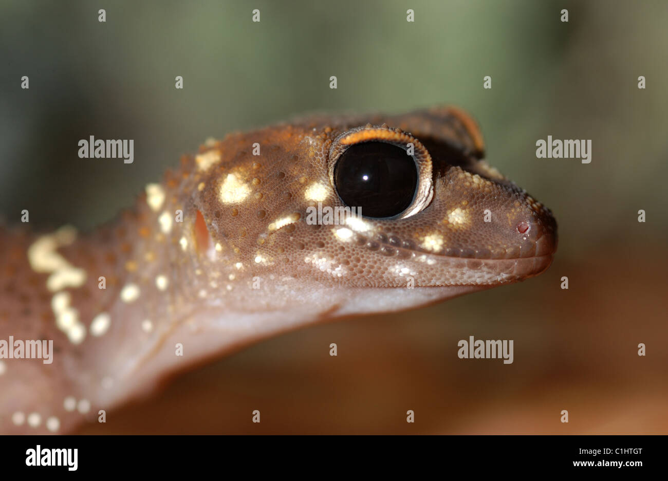 Australian barking gecko hi-res stock photography and images - Alamy