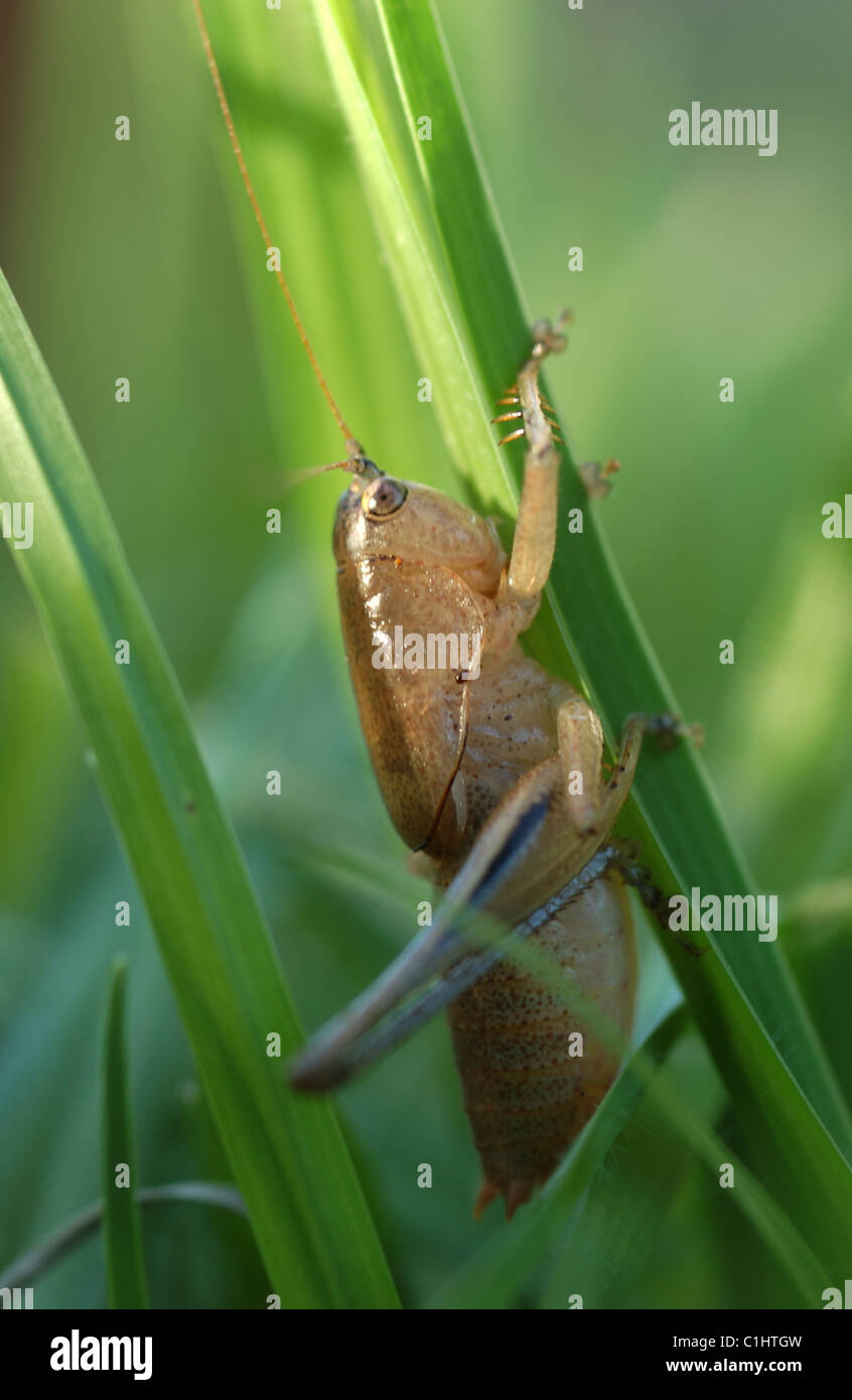 Australian insects hi-res stock photography and images - Alamy