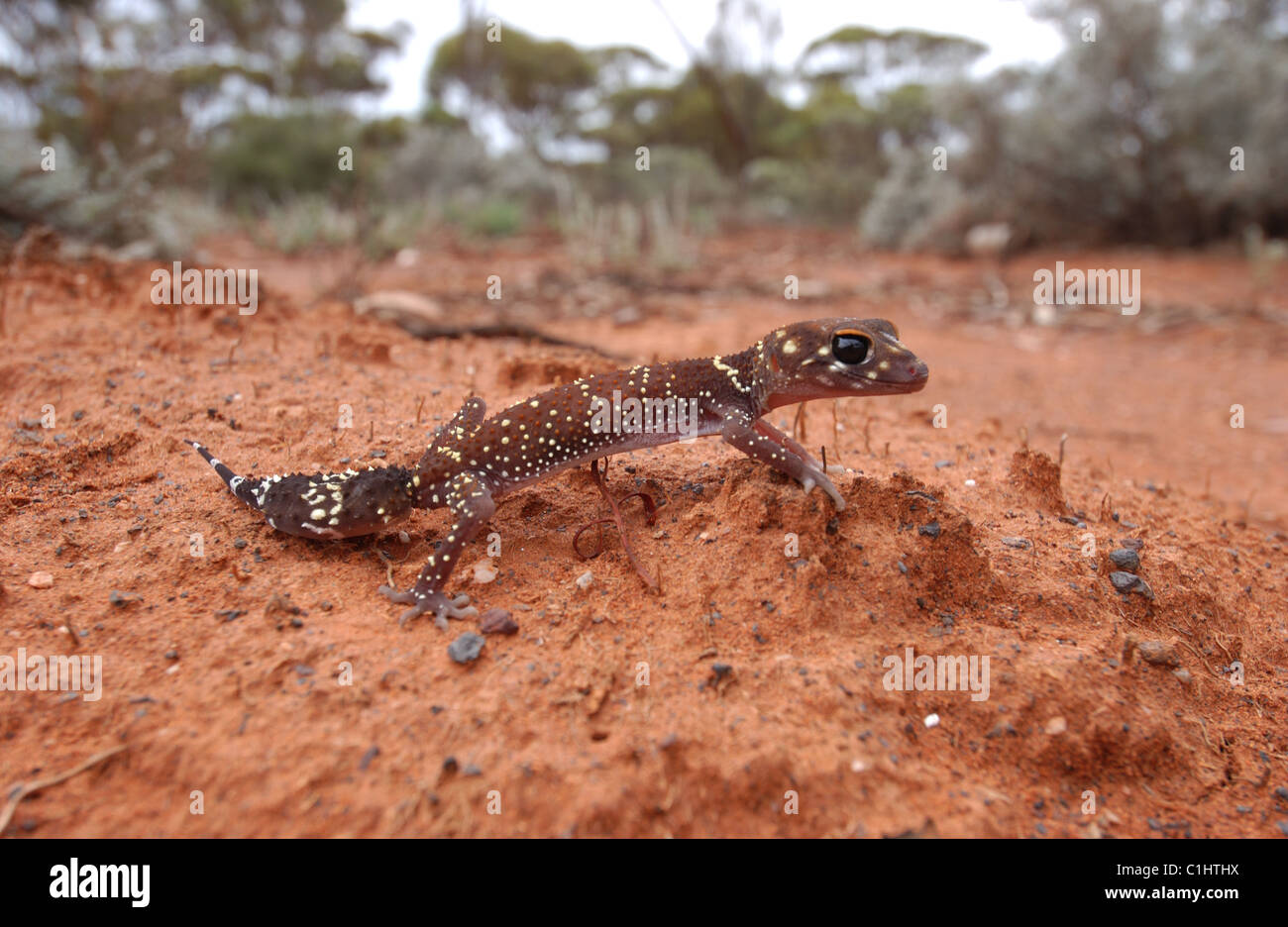 Barking gecko (Underwoodisaurus milii) Western Australia Stock Photo ...