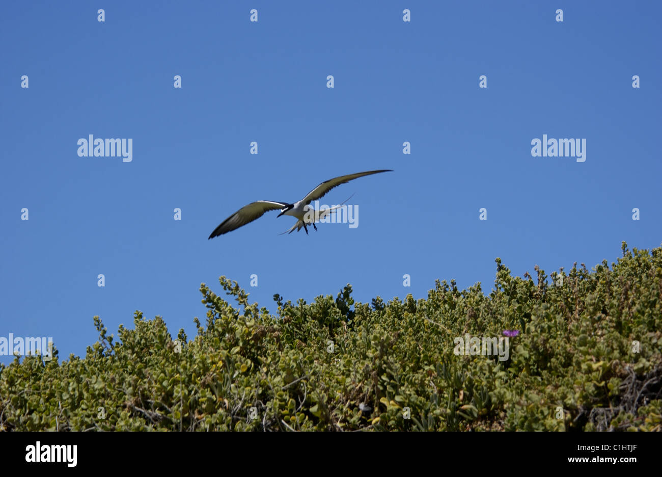 Tern island hi-res stock photography and images - Alamy