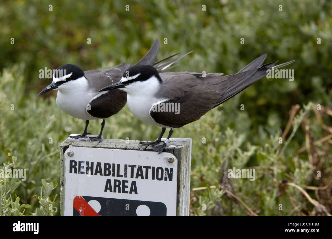 Bridled Terns on Rehabilitation Area sign, Penguin Island, Western ...
