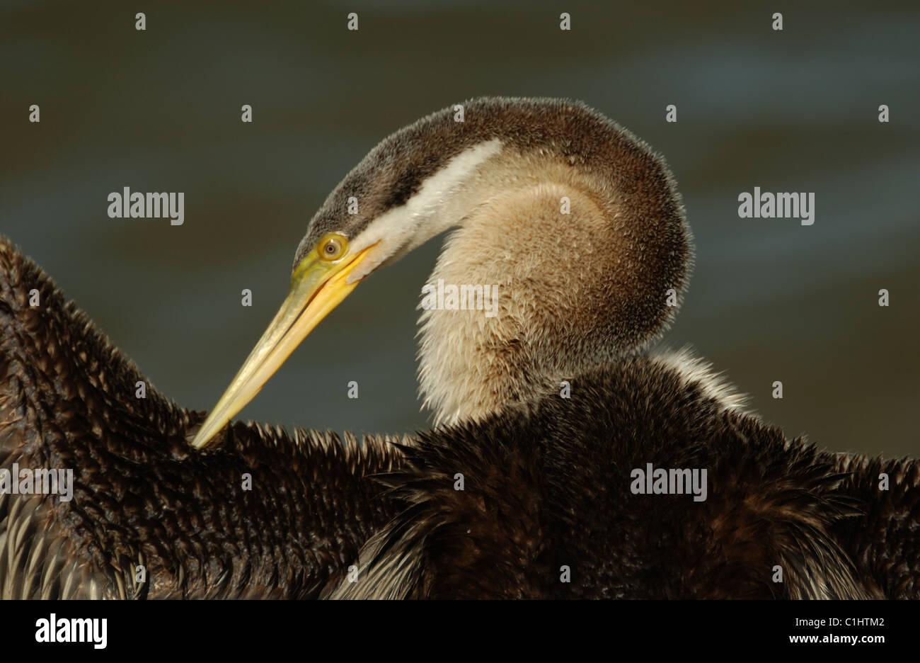 Snake bird australia hi-res stock photography and images - Alamy