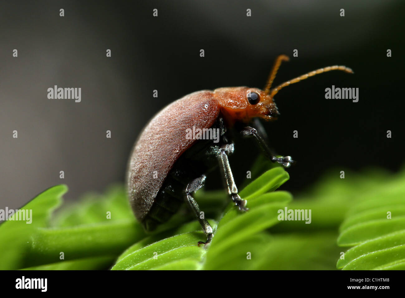 Menippus cynicus hi-res stock photography and images - Alamy
