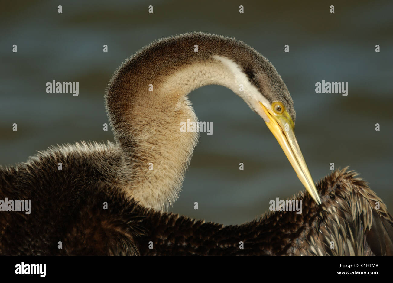 Darter bird (Anhinga melanogaster), Western Australia. Darters are also ...