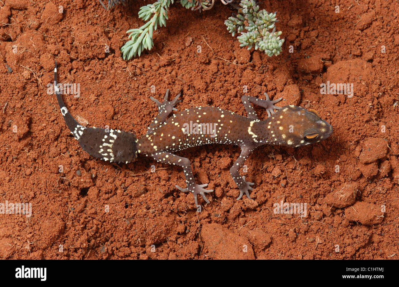 Australian barking gecko hi-res stock photography and images - Alamy