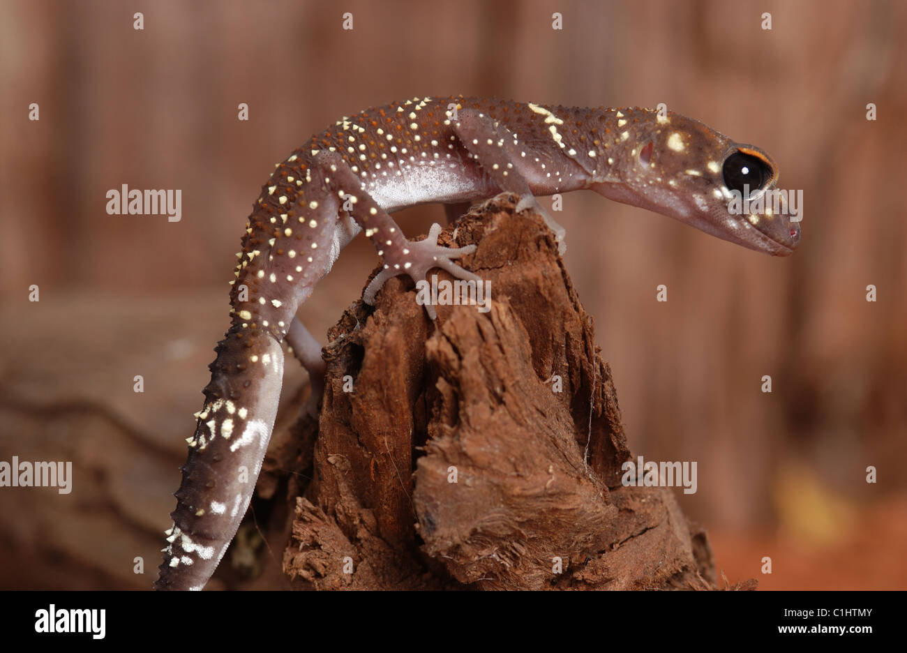 Barking gecko (Underwoodisaurus milii Stock Photo - Alamy