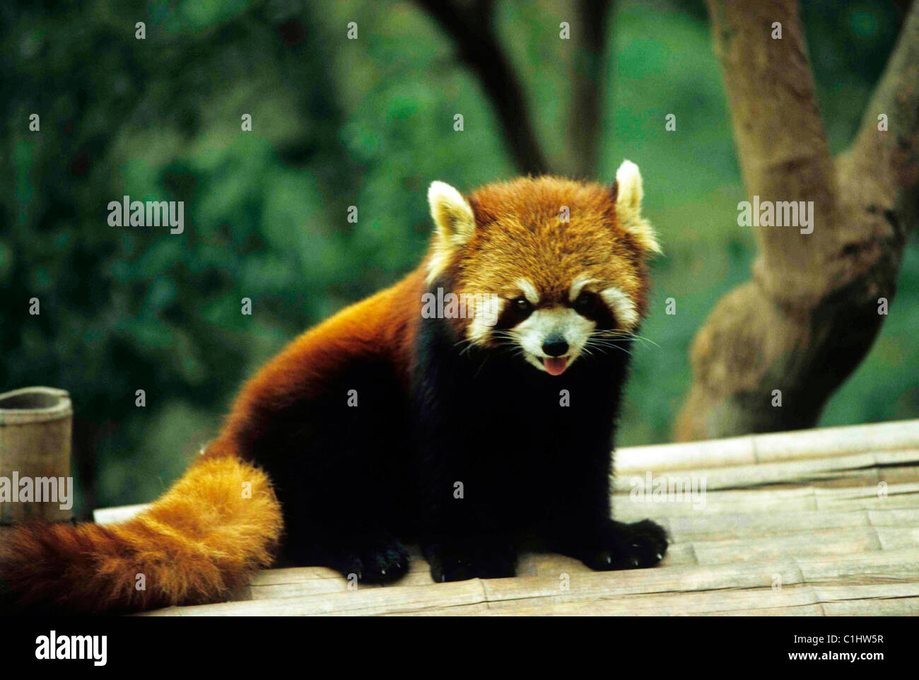 A beautiful Red Panda bear in the Panda research and breeding center ...