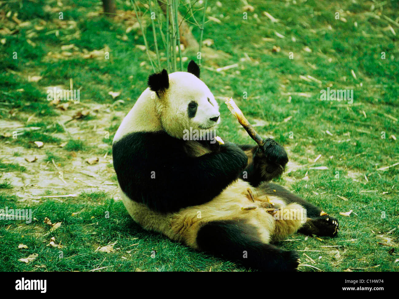 A beautiful Panda bear in the Panda breeding center near Chengdu Stock ...