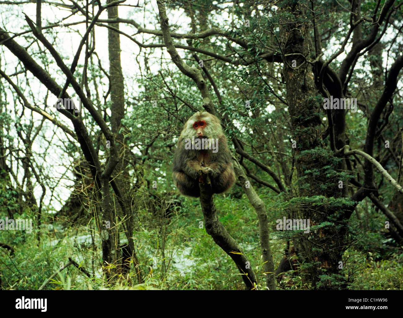 Tibetan macaque hi-res stock photography and images - Alamy