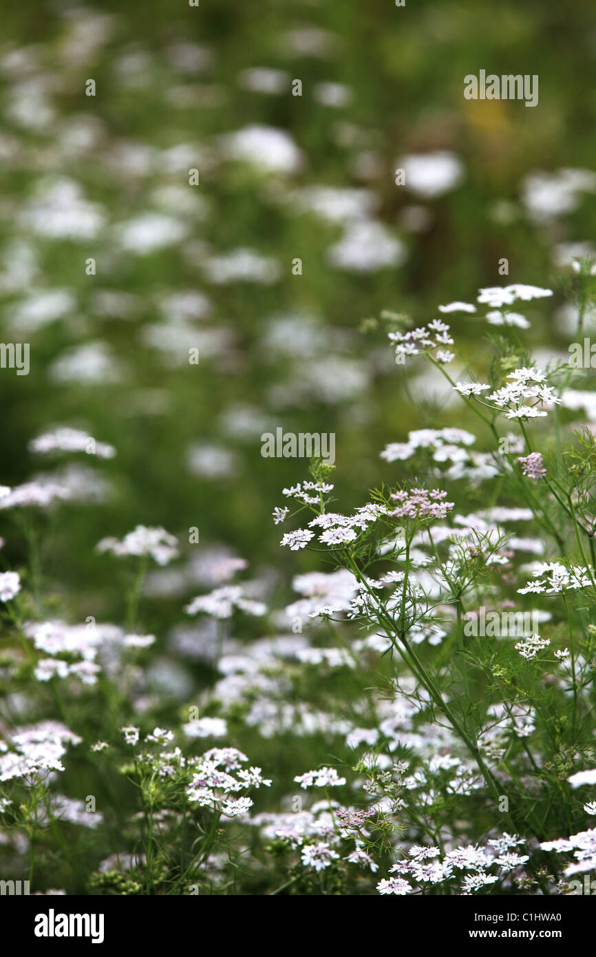 Coriander field in the Himalaya Stock Photo - Alamy