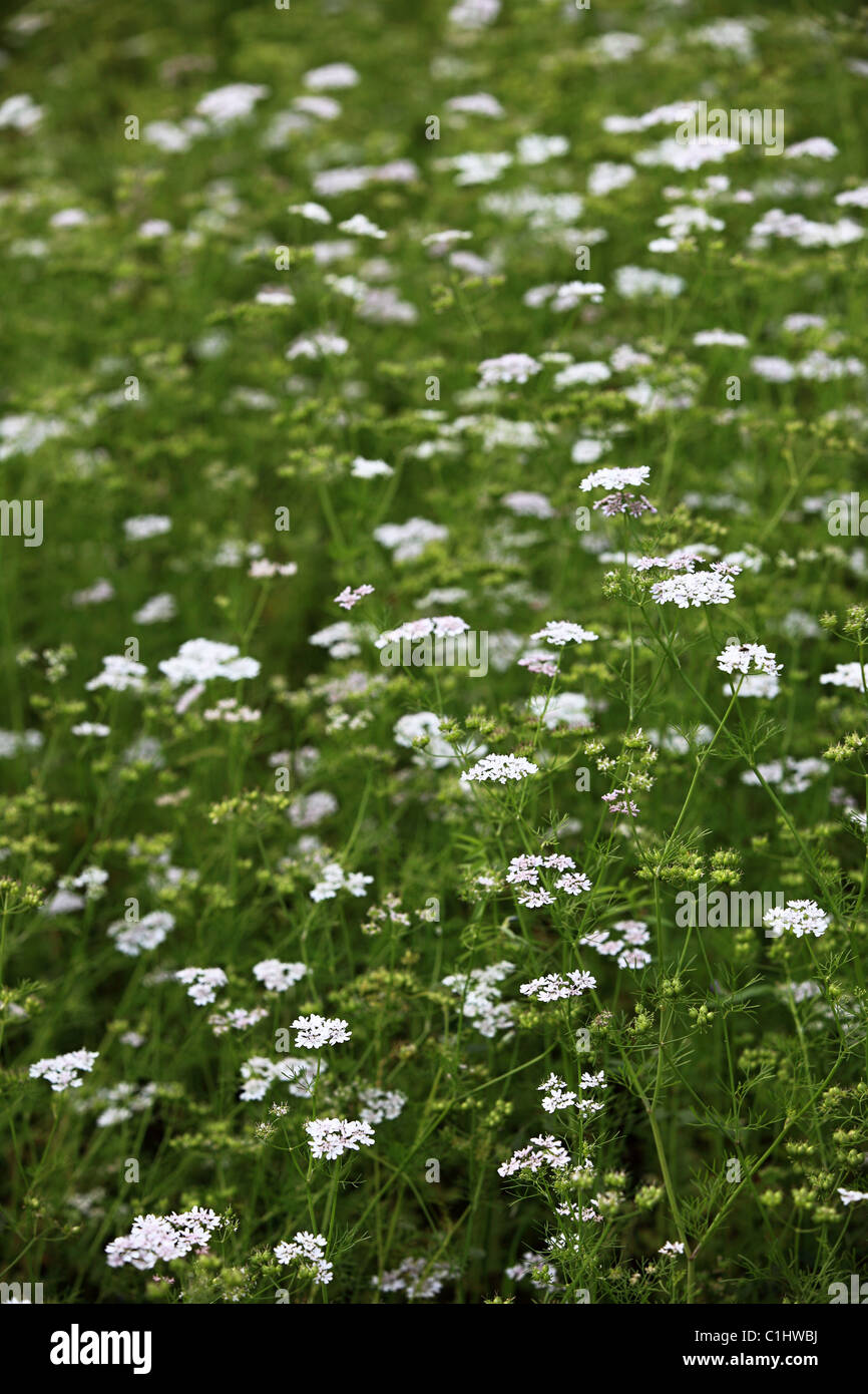 Himalayan field hi-res stock photography and images - Alamy