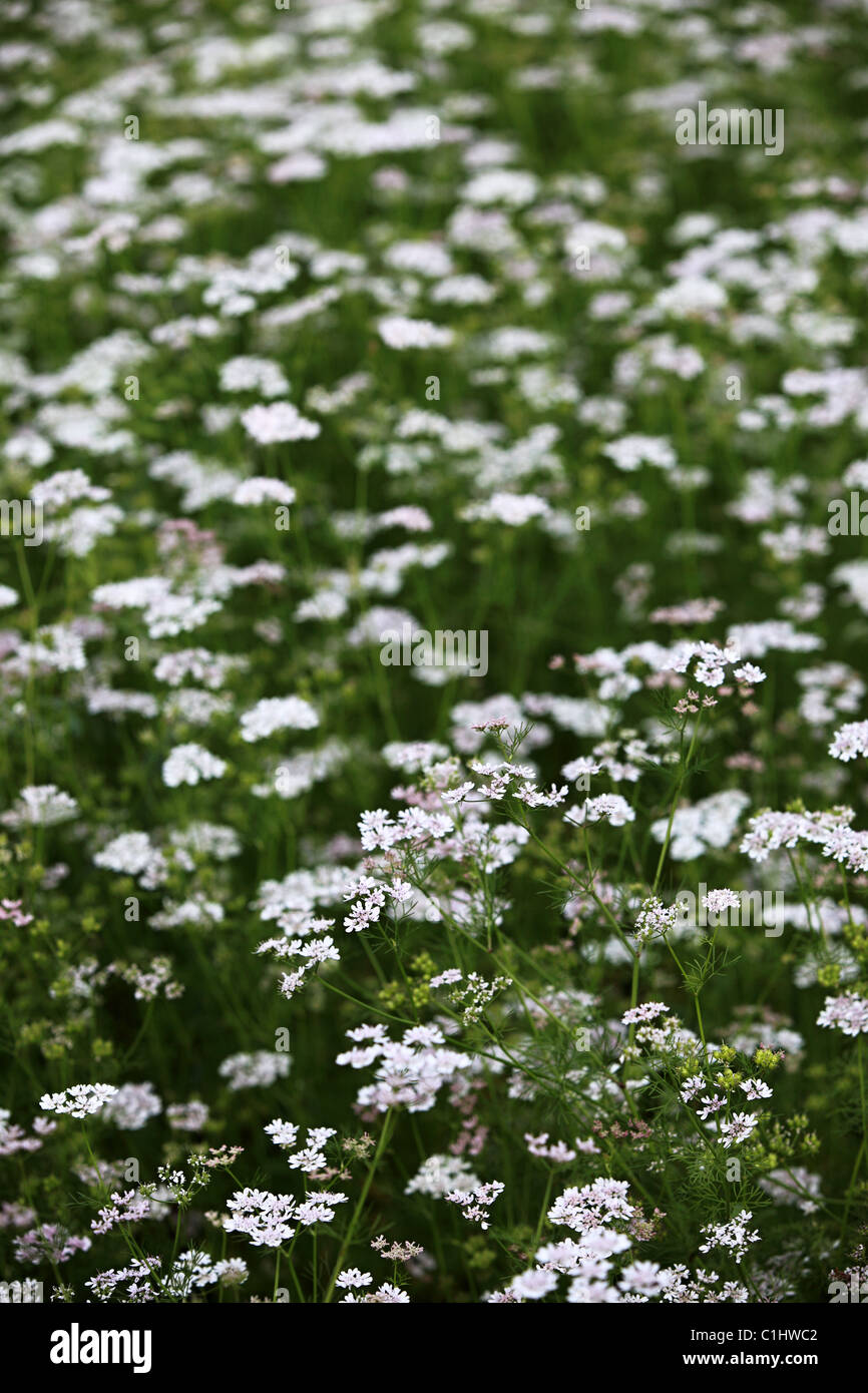 Coriander field in the Himalaya Stock Photo - Alamy
