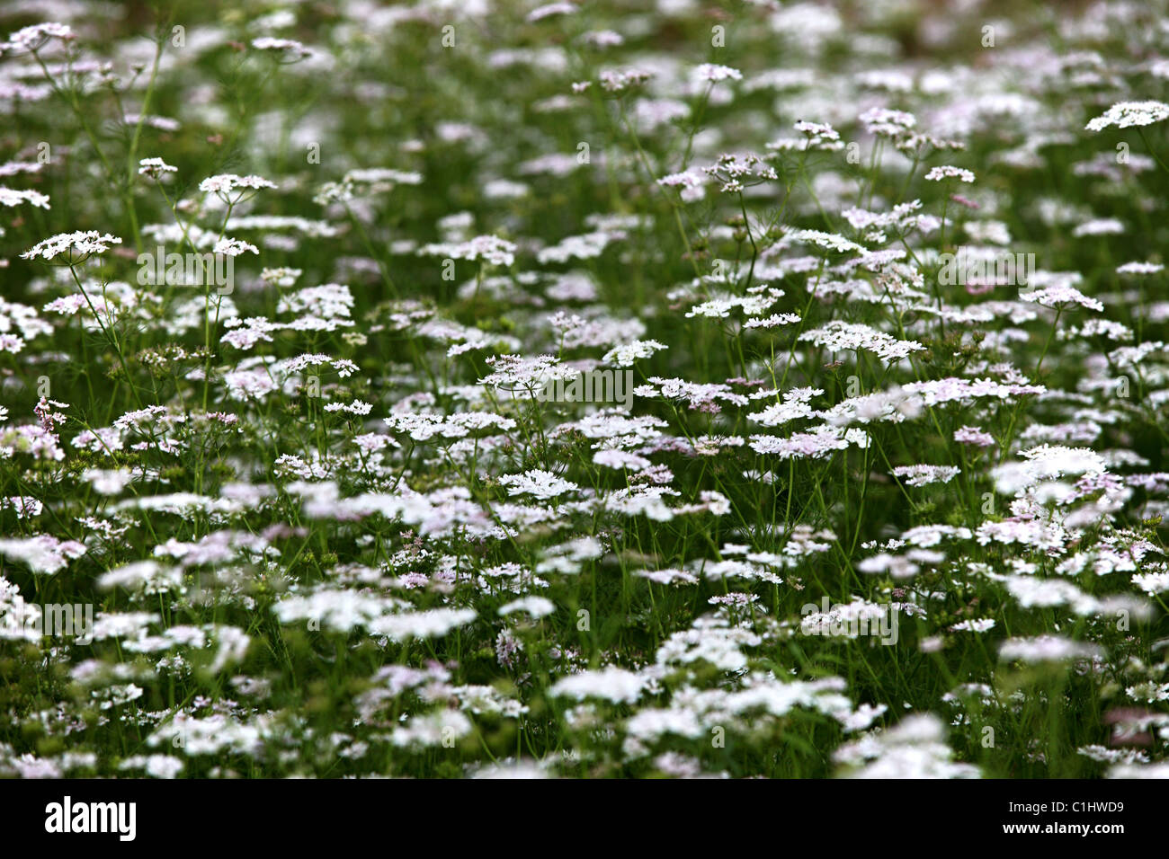 Coriander field in the Himalaya Stock Photo - Alamy
