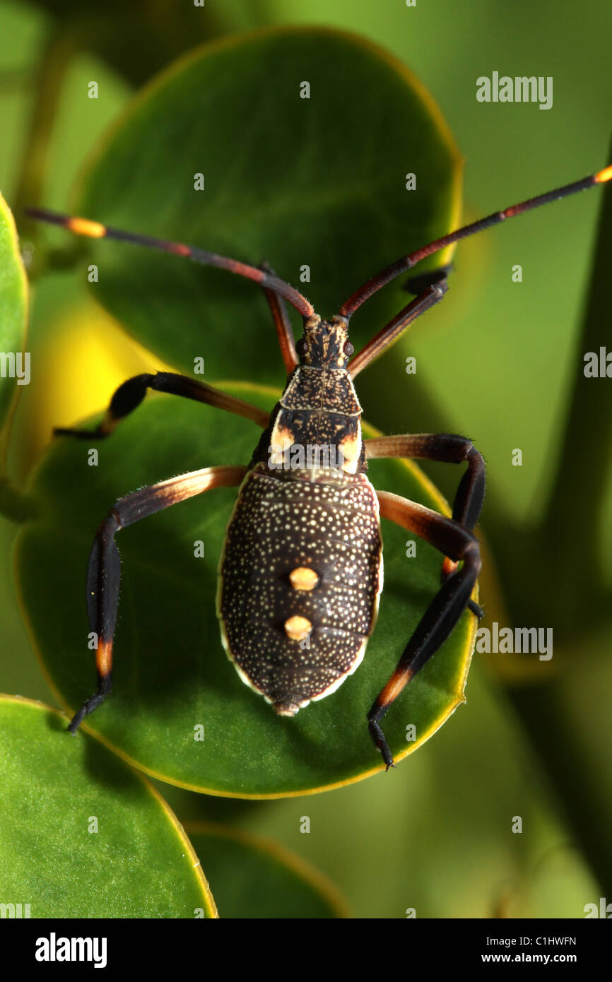 Macro Photo of Coreid Bug on leaf taken in a Brisbane garden Queensland ...