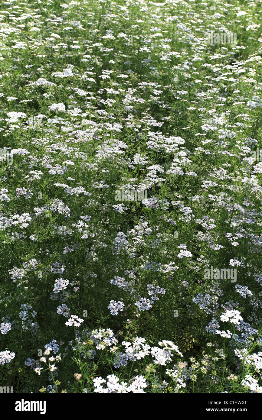 Coriander field in the Himalaya Stock Photo - Alamy