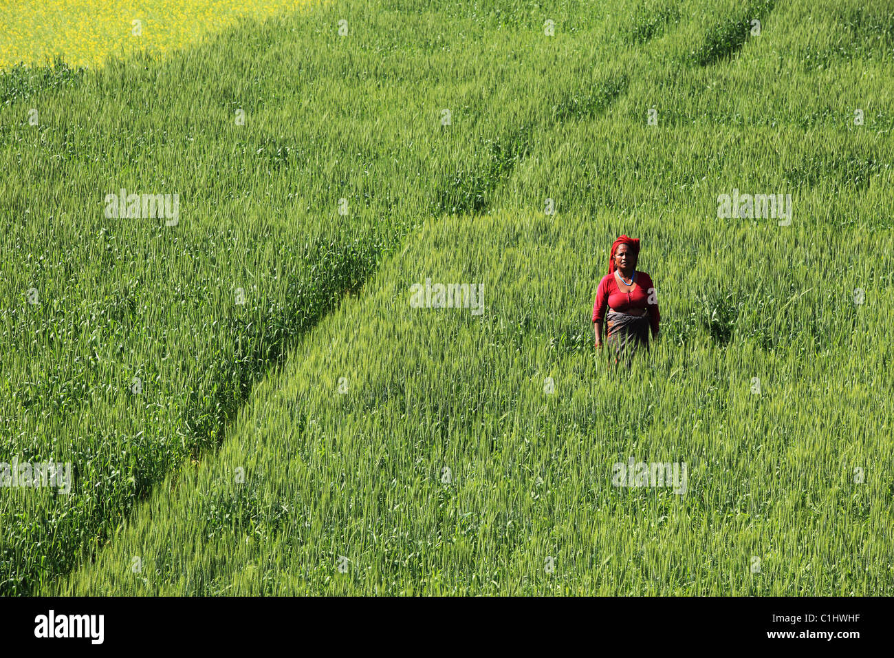 Nepali landscape Nepal Himalaya Stock Photo - Alamy