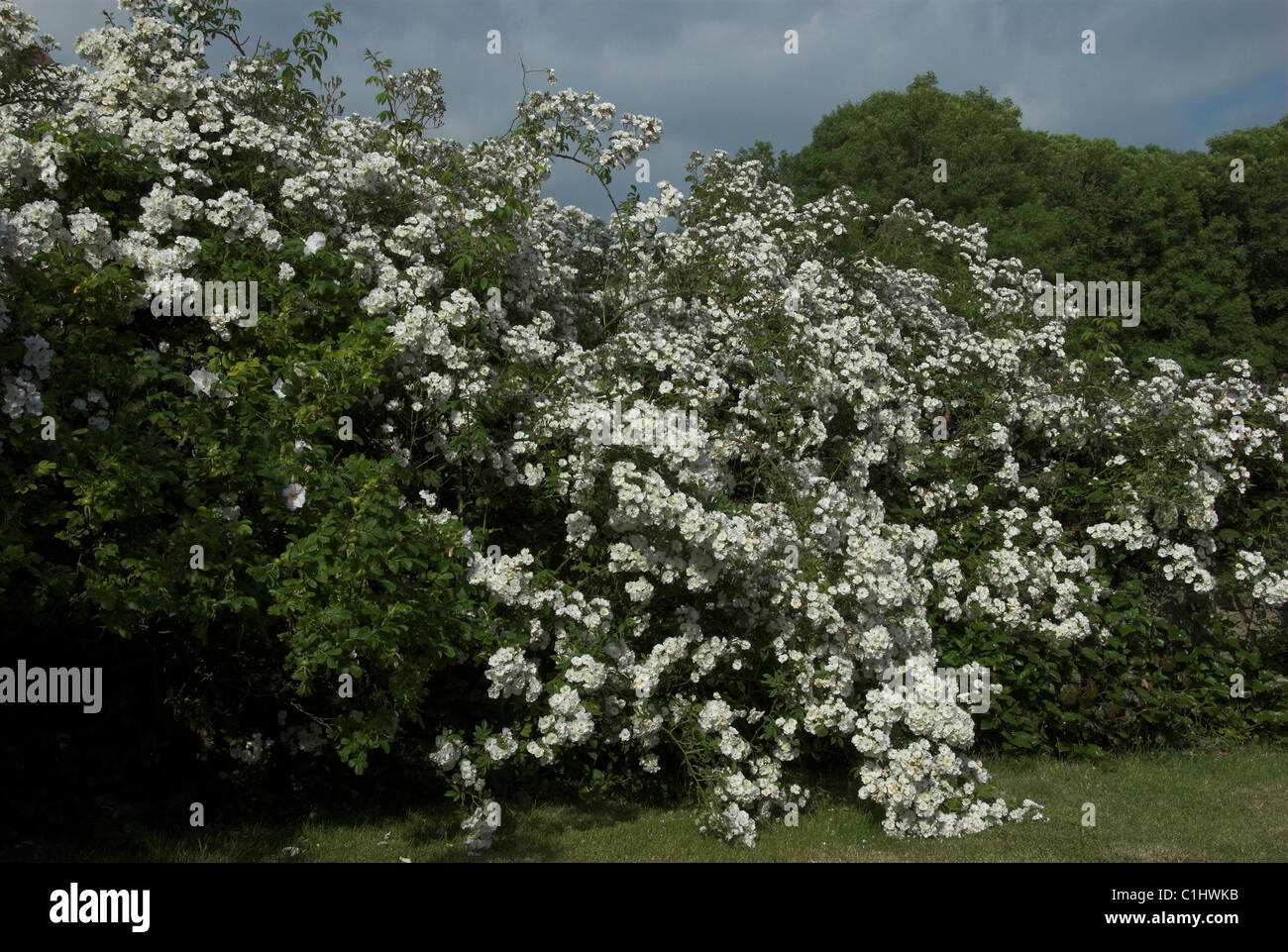 Very vigorous rambler rose hi-res stock photography and images - Alamy