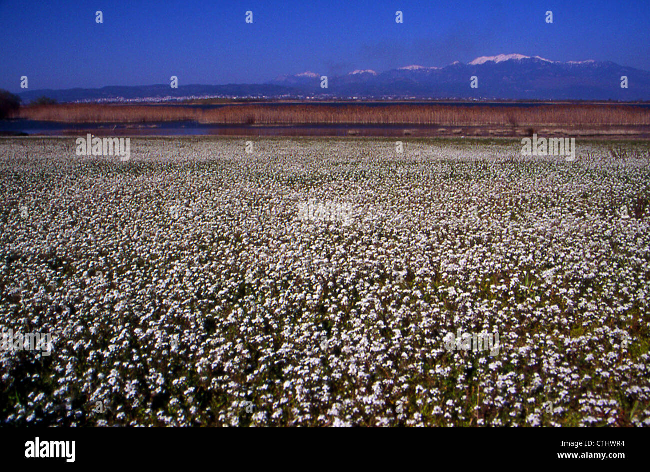 Missolonghi hi-res stock photography and images - Alamy