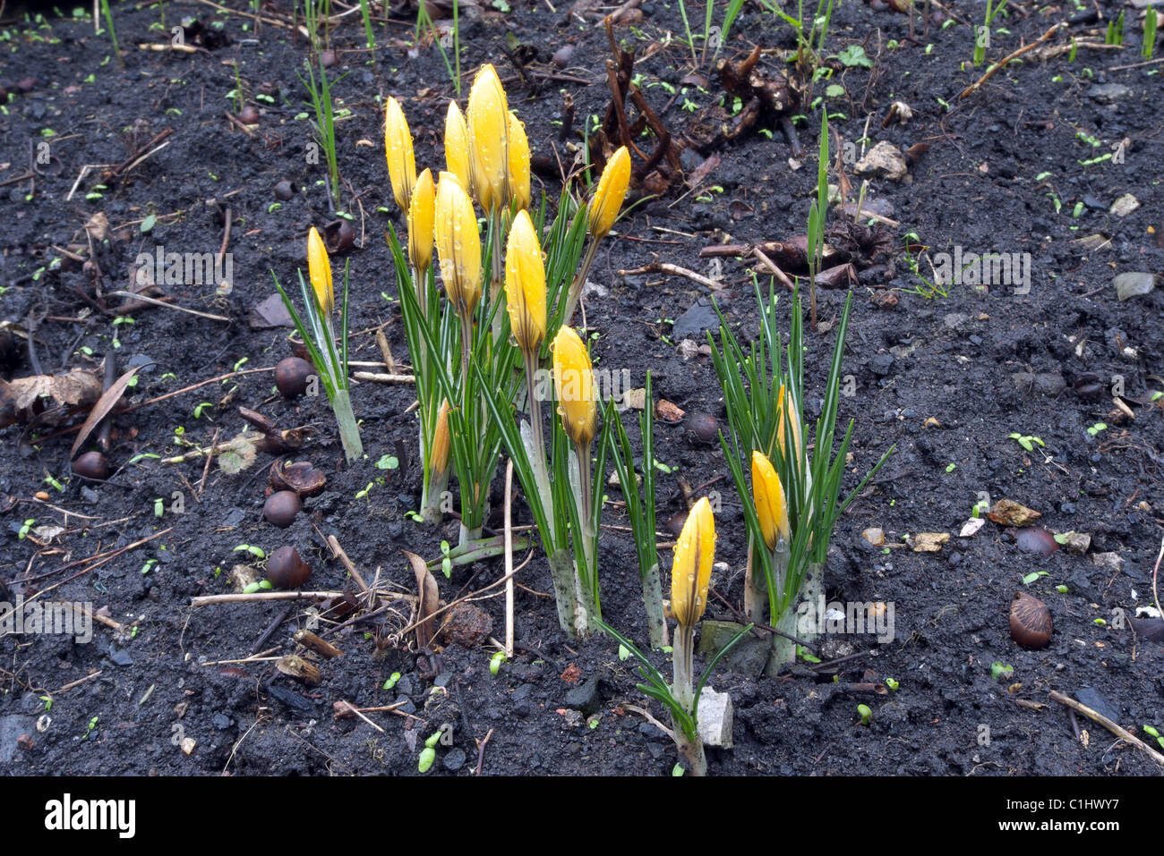 Yellow Flowering Crocus Plants Stock Photo - Alamy