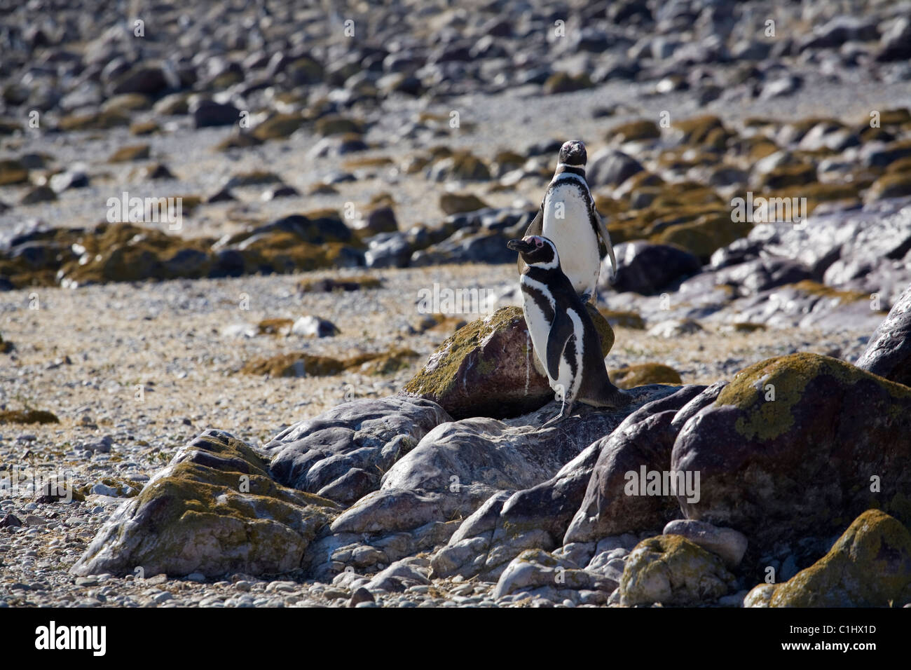 Magellan penguins, Isla Pinguina, Puerto Deseado Stock Photo - Alamy