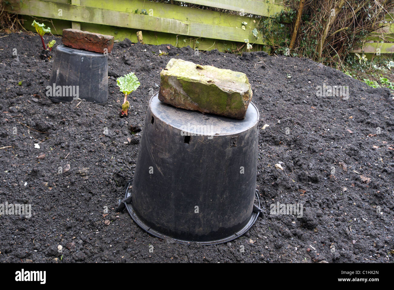 An Upturned Bucket used as a Cloche to Force Rhubarb ( Rheum x hybridum ...