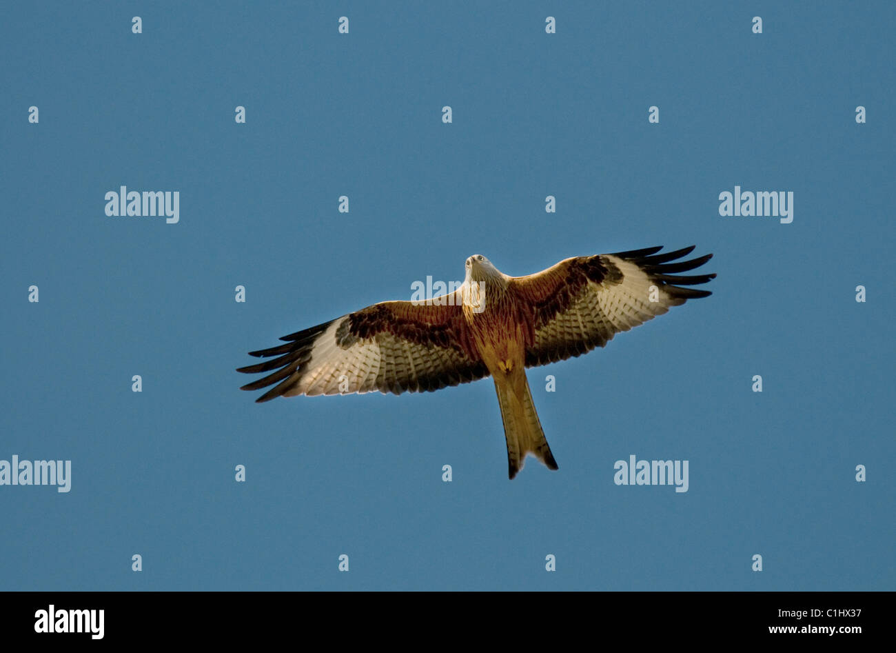 Underwing feathers hi-res stock photography and images - Alamy