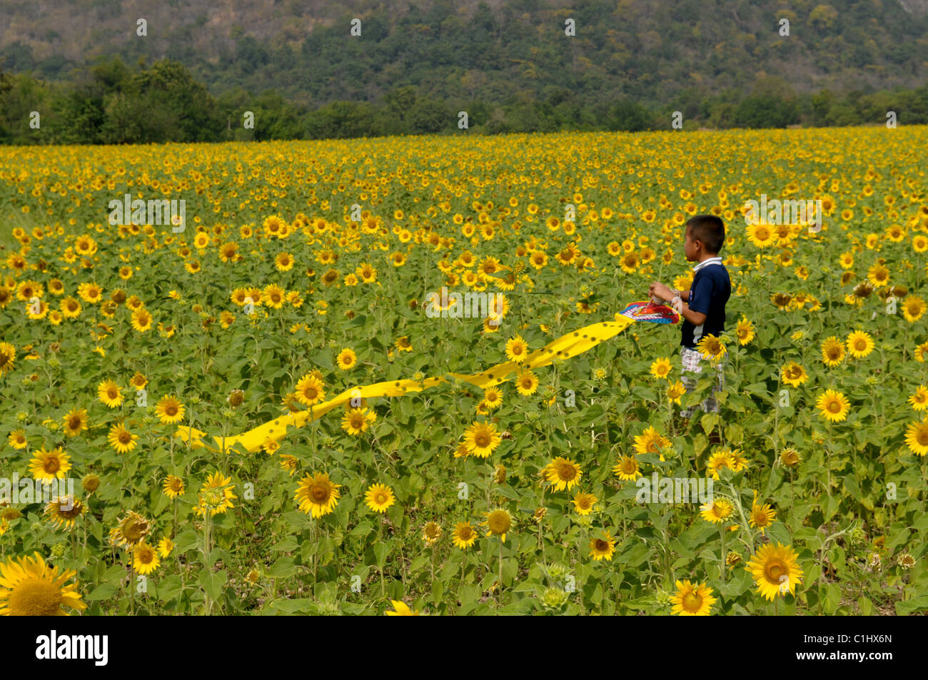 young boy with his kite, sunflower field , sunflower fields of lopburi ...