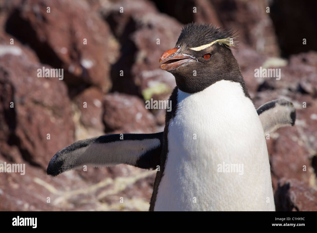 Pinguino pinguino pinguino hi-res stock photography and images - Alamy