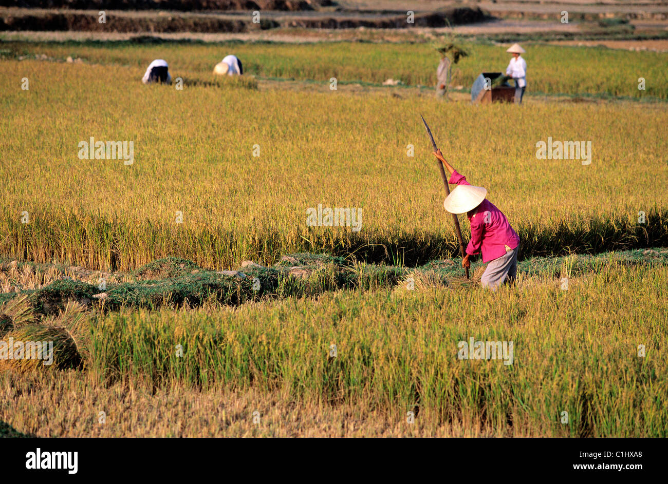 Peasants Working In The Field