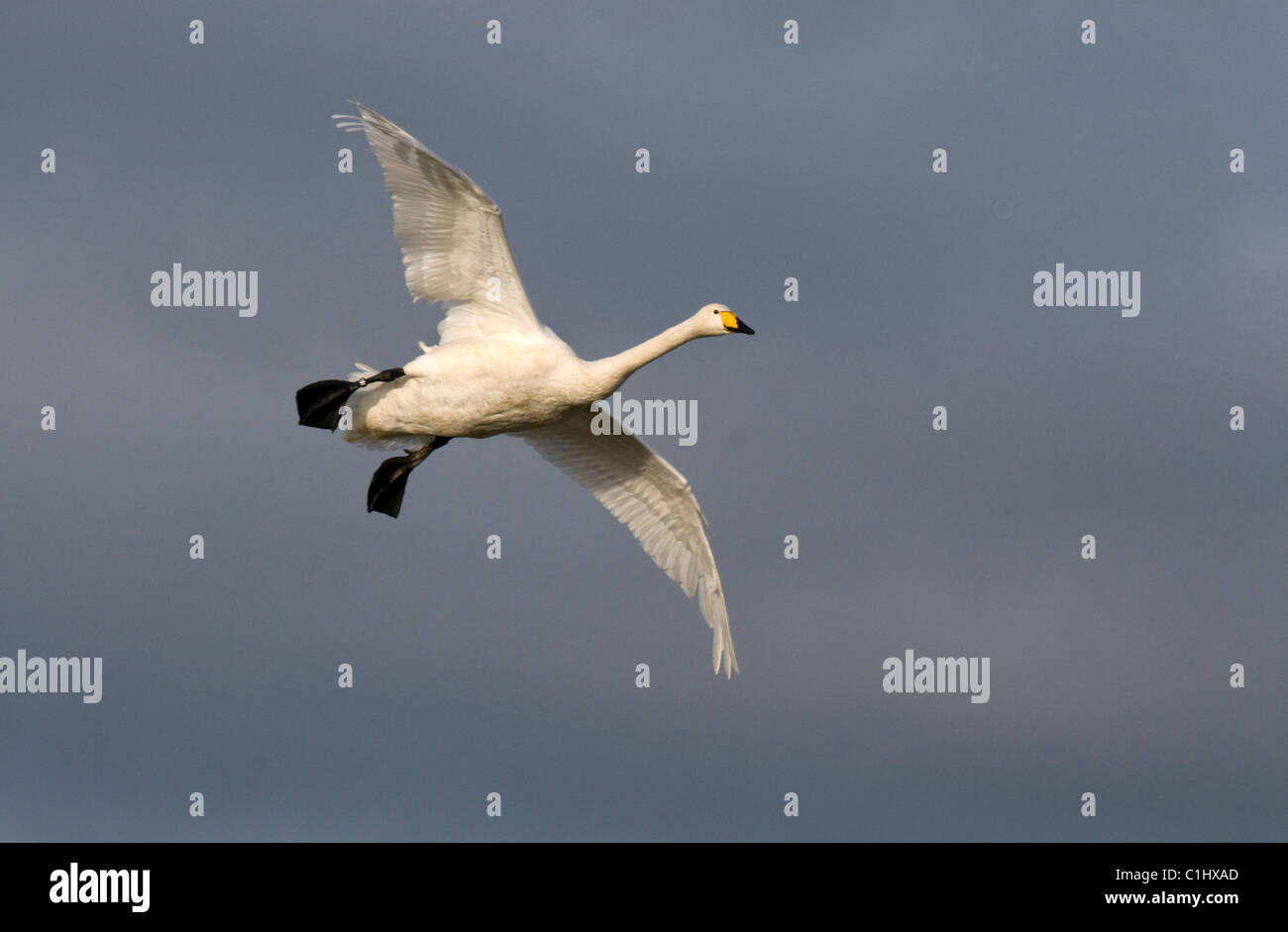 Icelandic whooper swan hi-res stock photography and images - Alamy