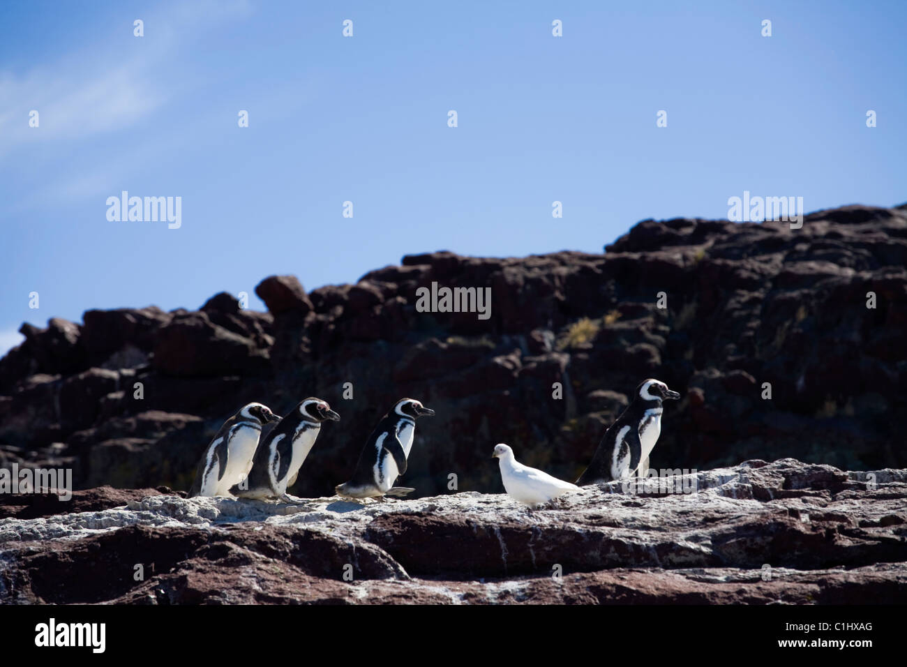 Adolescent Penguins High Resolution Stock Photography and Images - Alamy