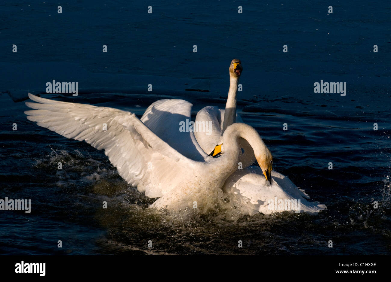 Icelandic spat hi-res stock photography and images - Alamy