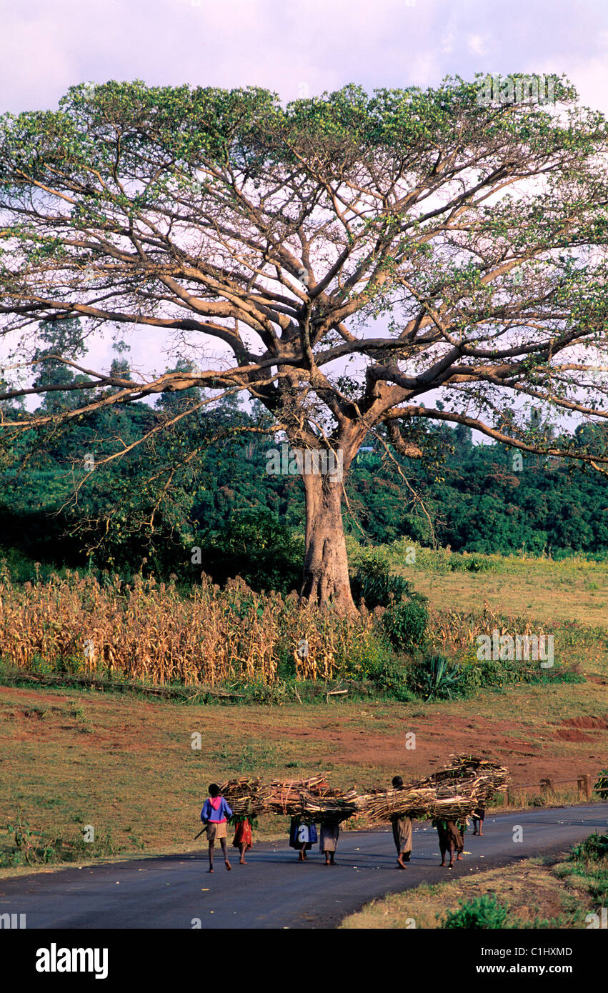 Ethiopia, Shoa state, Bako region, Oromo country Stock Photo - Alamy
