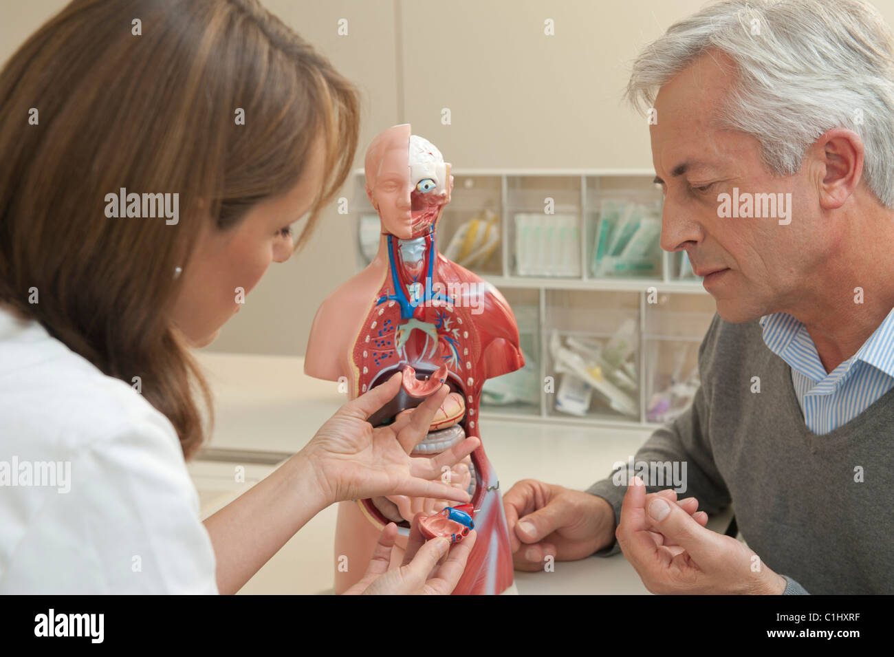Anatomic model explain hi-res stock photography and images - Alamy