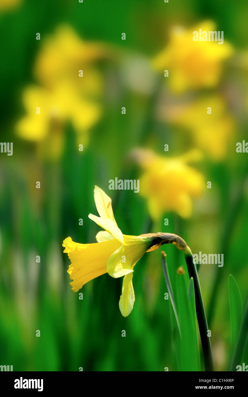 Daffodil in countryside close hi-res stock photography and images - Alamy