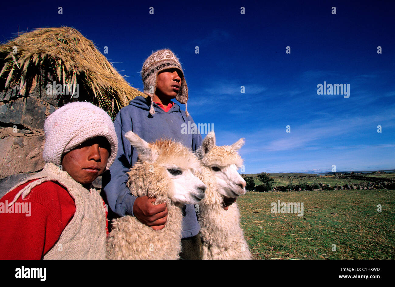 Peru, Puno Department, Altiplano area, farmers breeding alpacas around ...