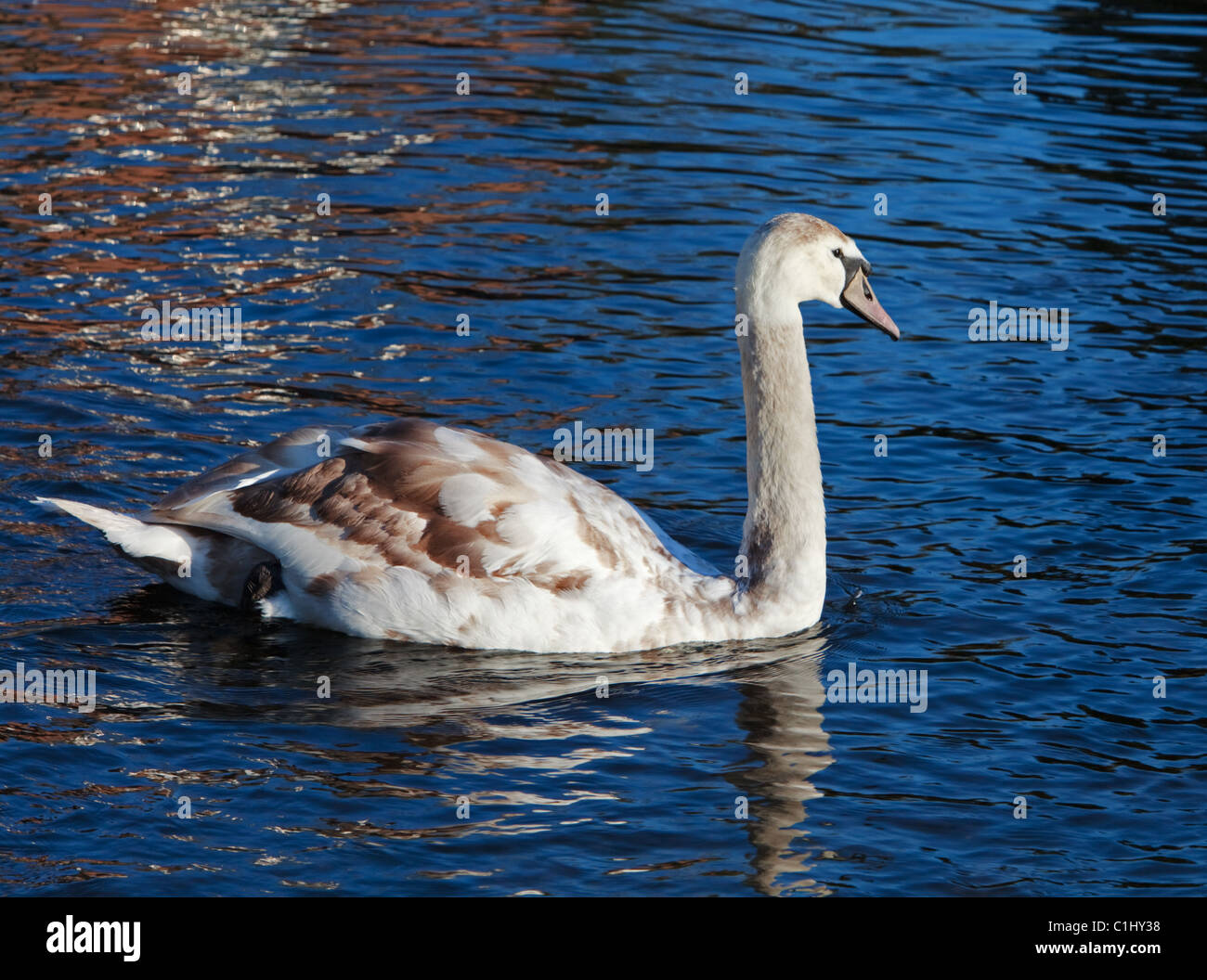 This photograph is of a young Cygnet Stock Photo - Alamy