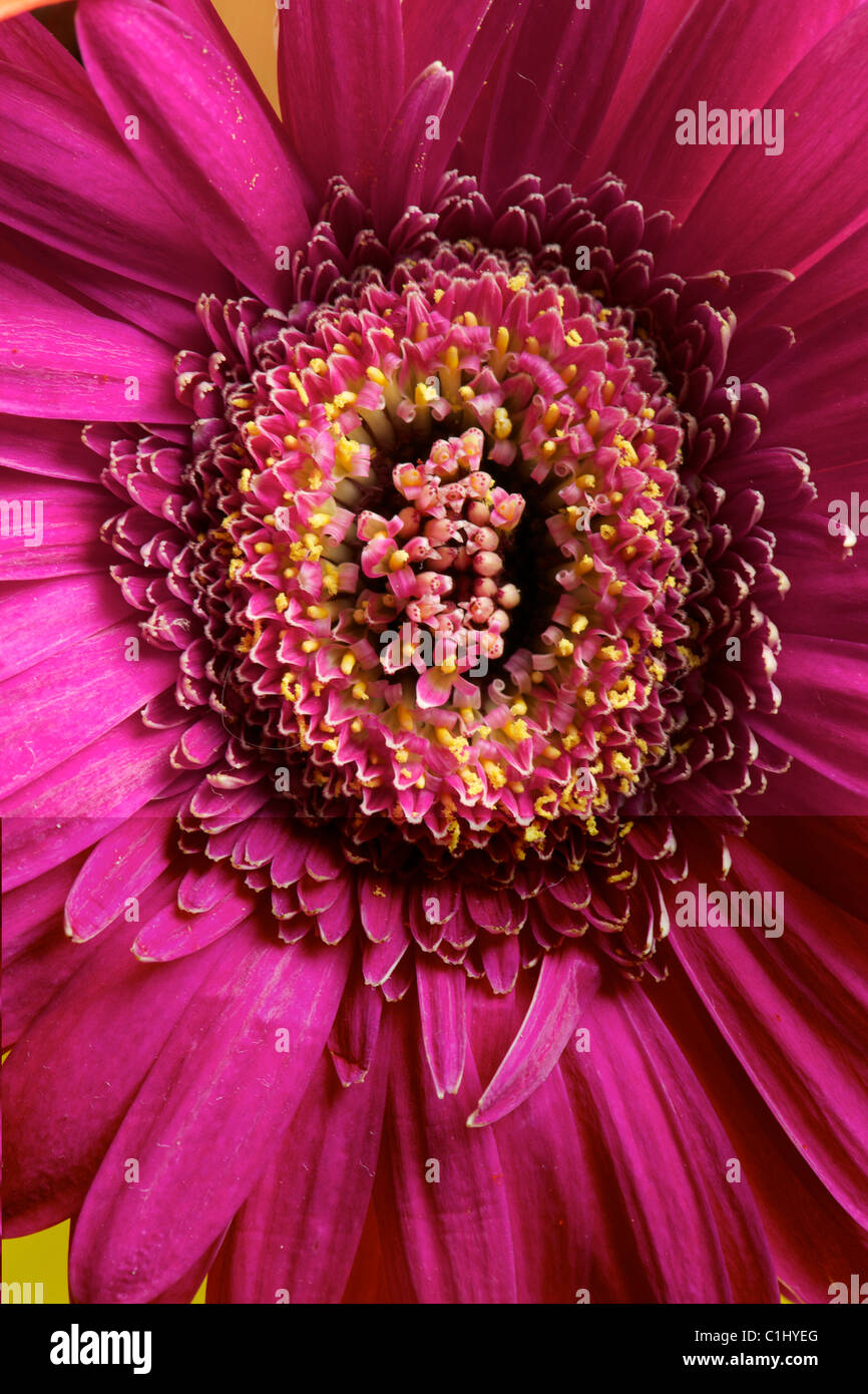 Flower Close Up Stock Photo - Alamy