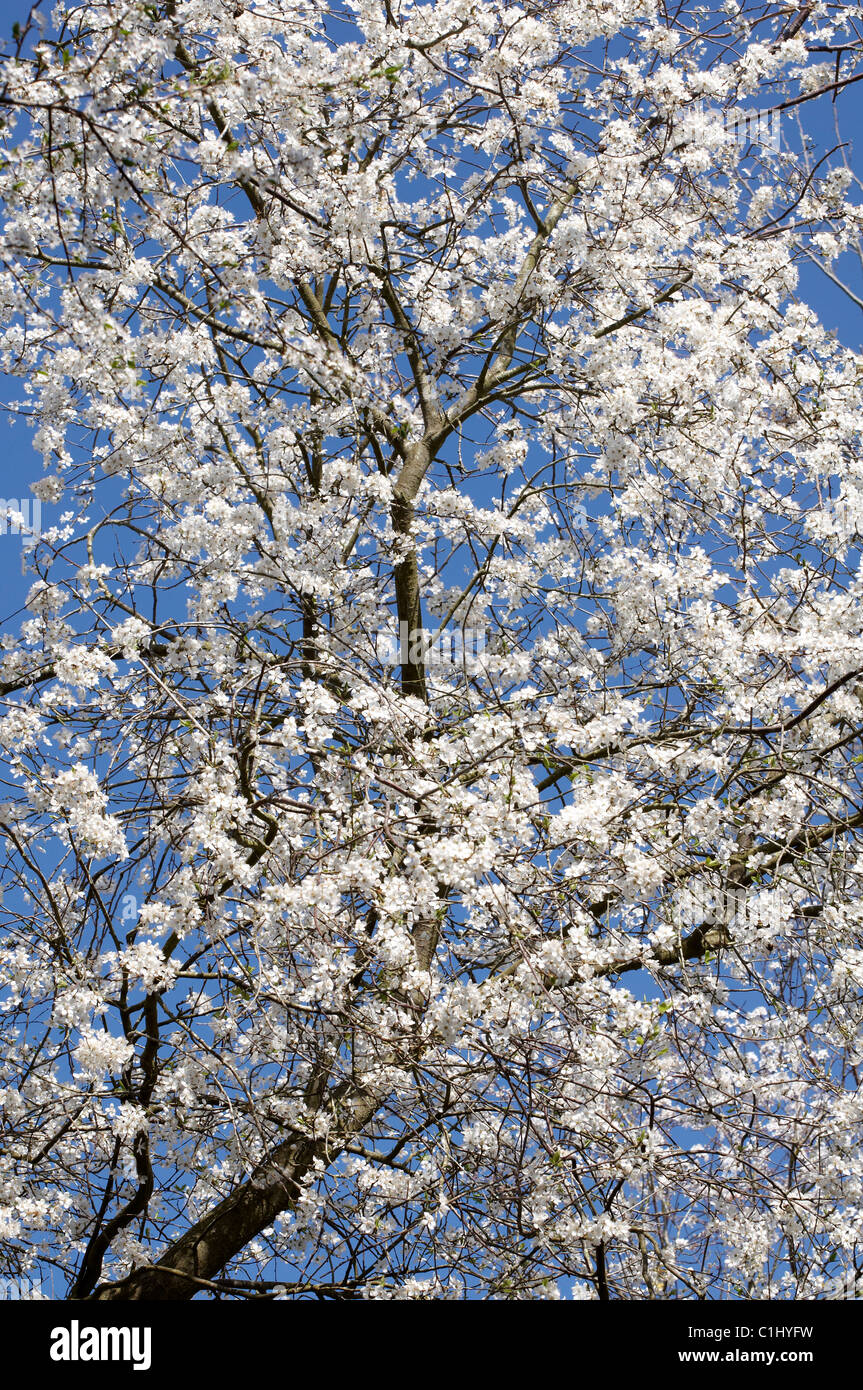 Prunus cerasifera common names hi-res stock photography and images - Alamy